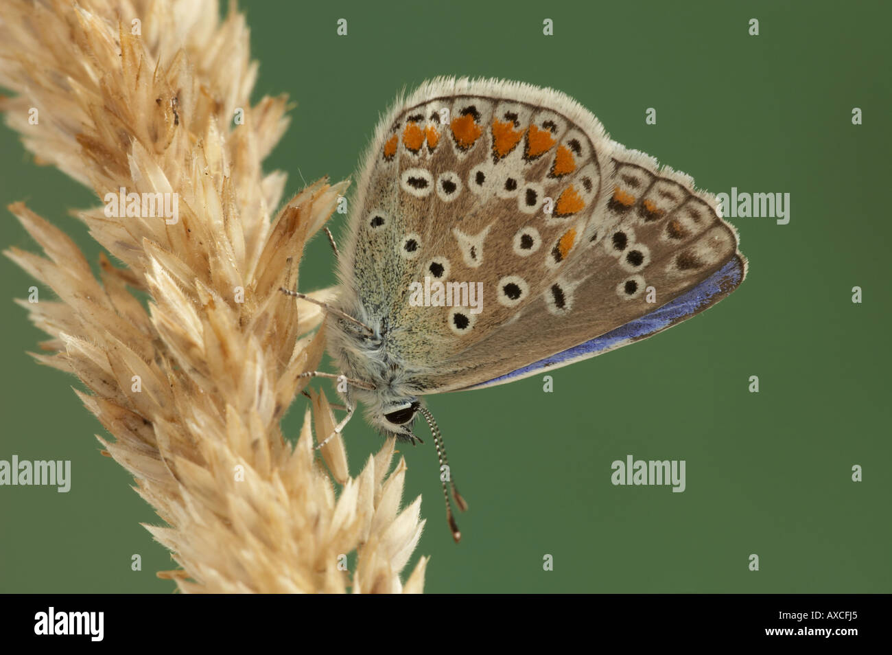 Common Blue - Polyommatus icarus Stock Photo - Alamy