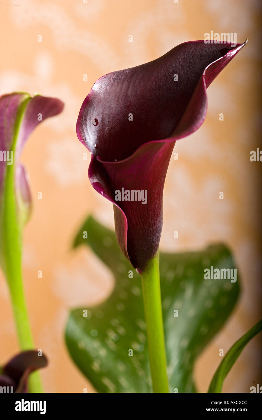 Black calla lilly Stock Photo - Alamy