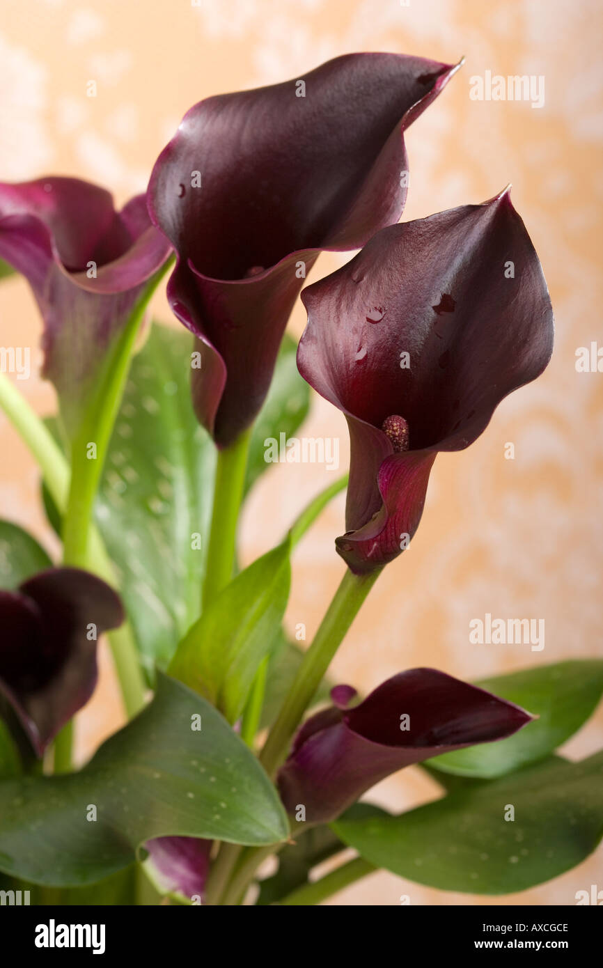 Black calla lilly Stock Photo - Alamy