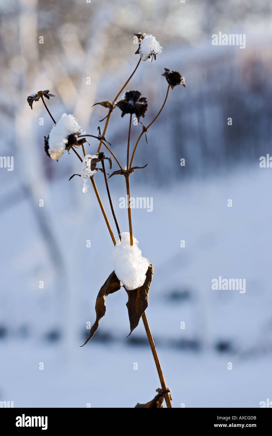 Winter weed with snowy background Stock Photo - Alamy