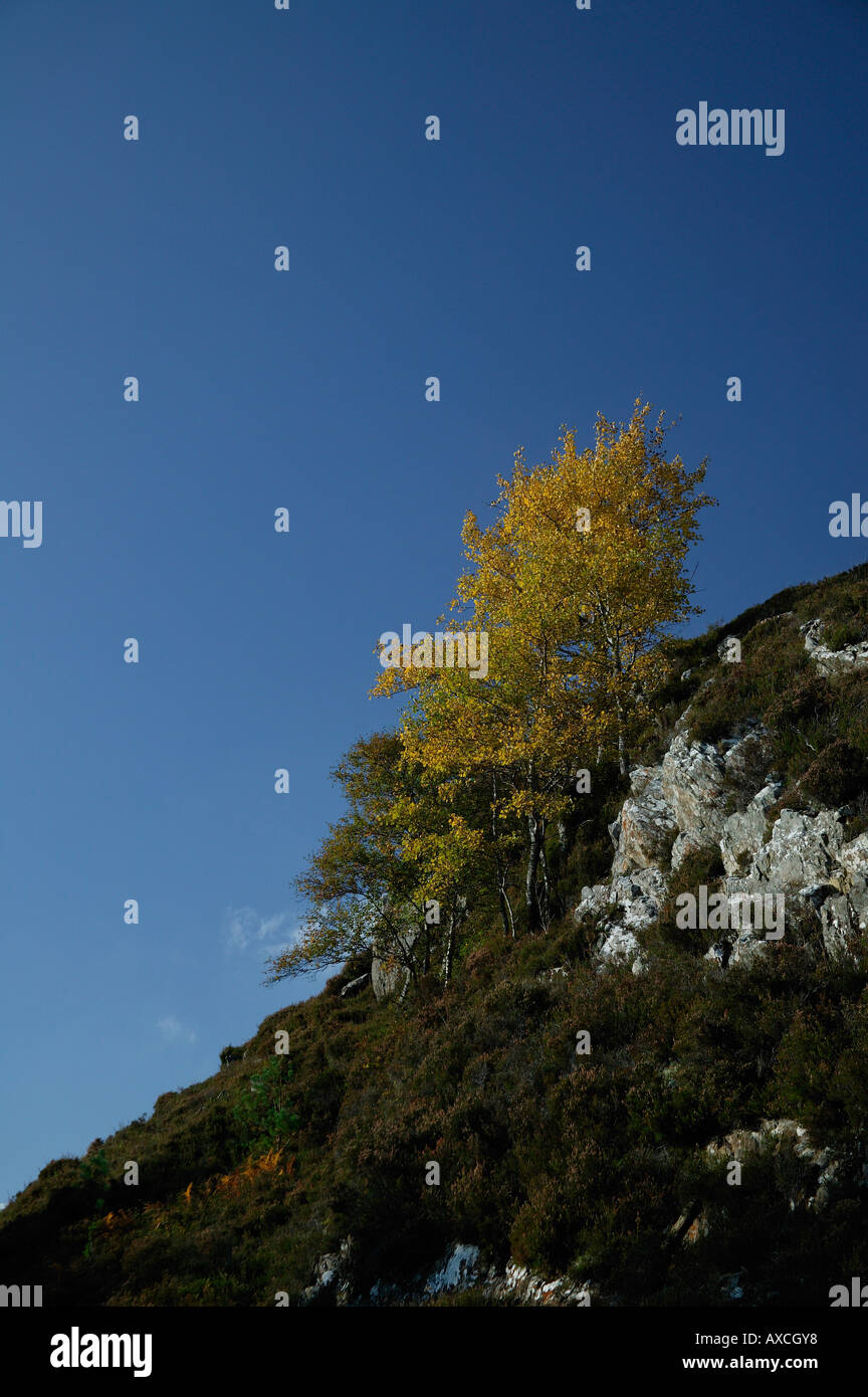 Single Birch tree on hillside against blue sky, north west Scotland ...