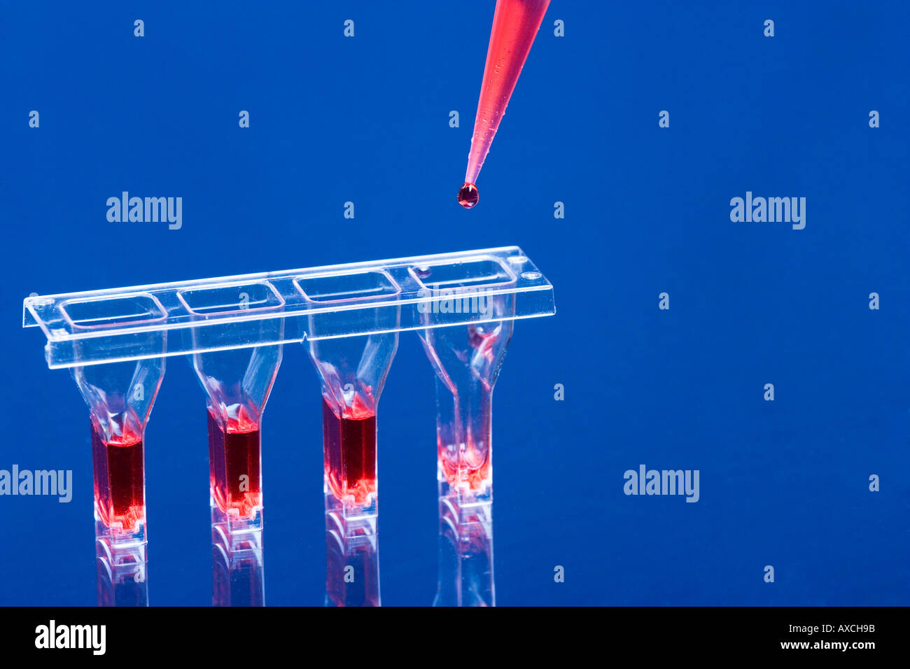 Laboratory cuvettes on blue background Stock Photo - Alamy