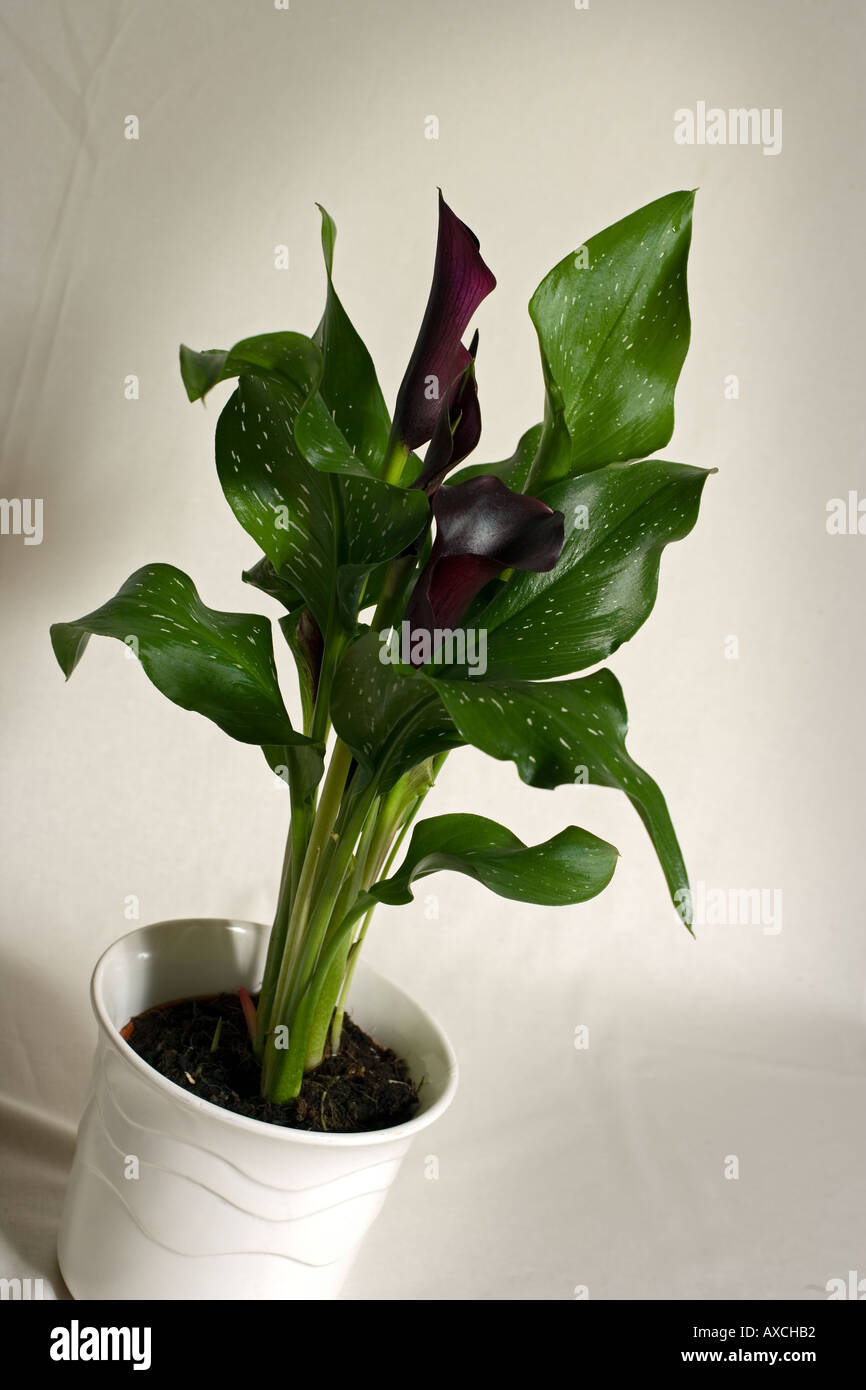 Black Calla plant Stock Photo - Alamy