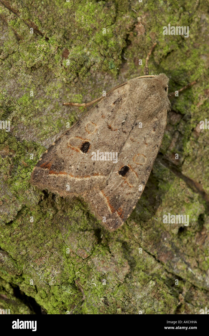 Red Line Quaker - Agrochola lota Stock Photo - Alamy