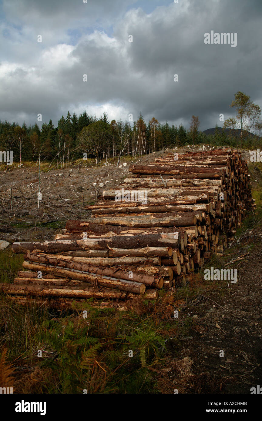 Cutting piles trees hi-res stock photography and images - Alamy