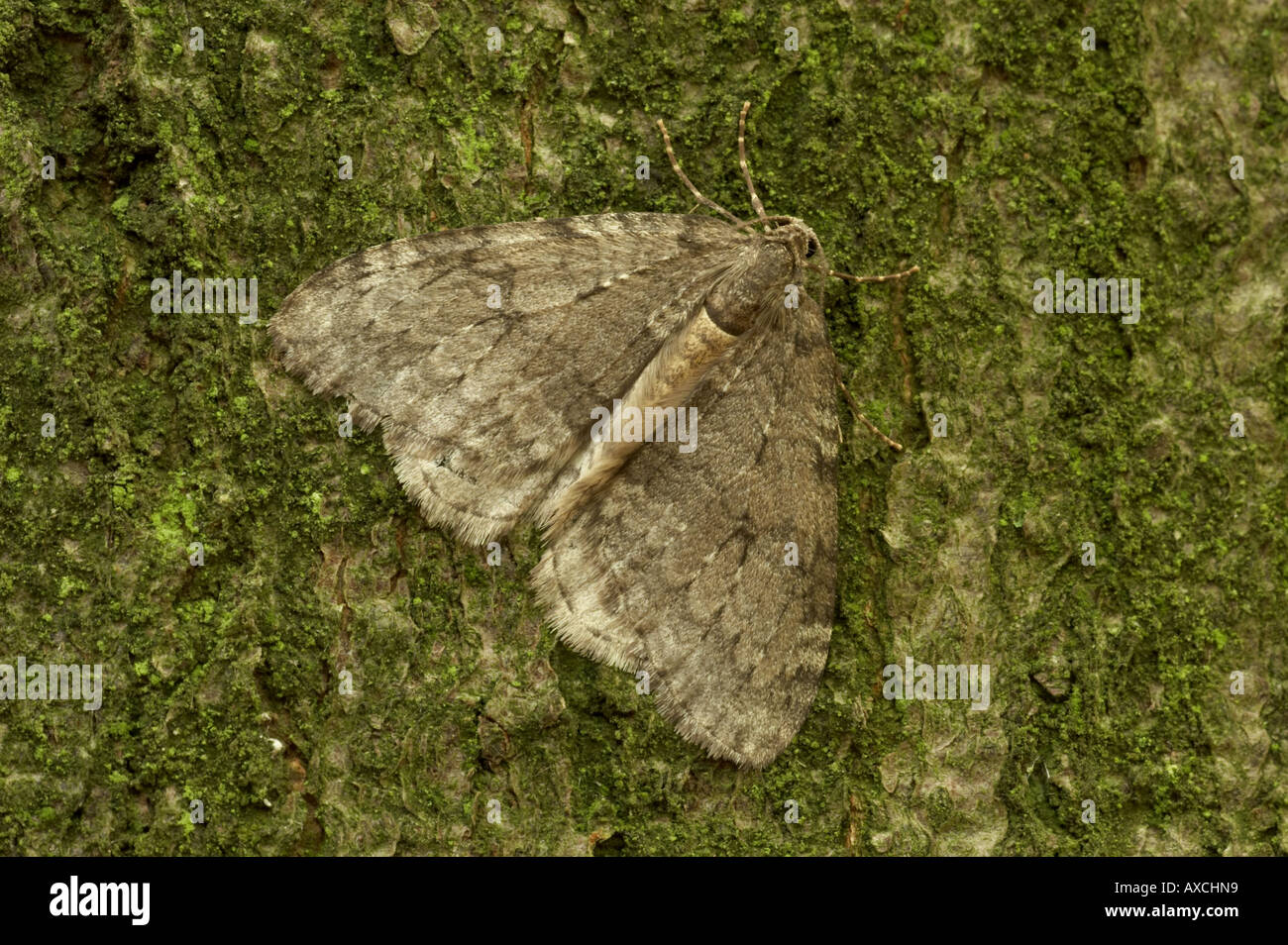November Moth - Epirrita dilutata Stock Photo - Alamy