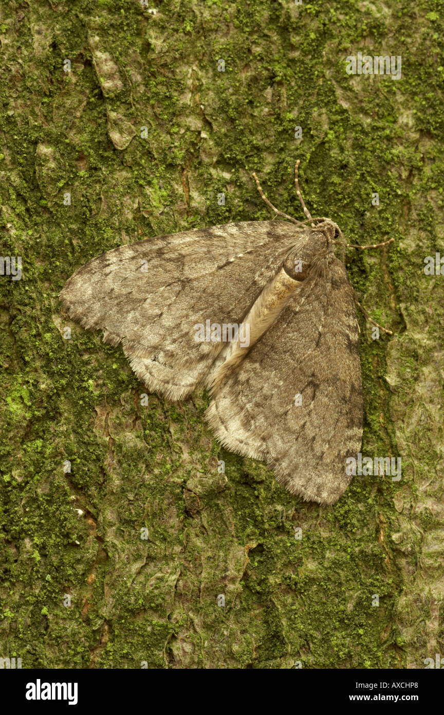 November Moth - Epirrita dilutata Stock Photo - Alamy