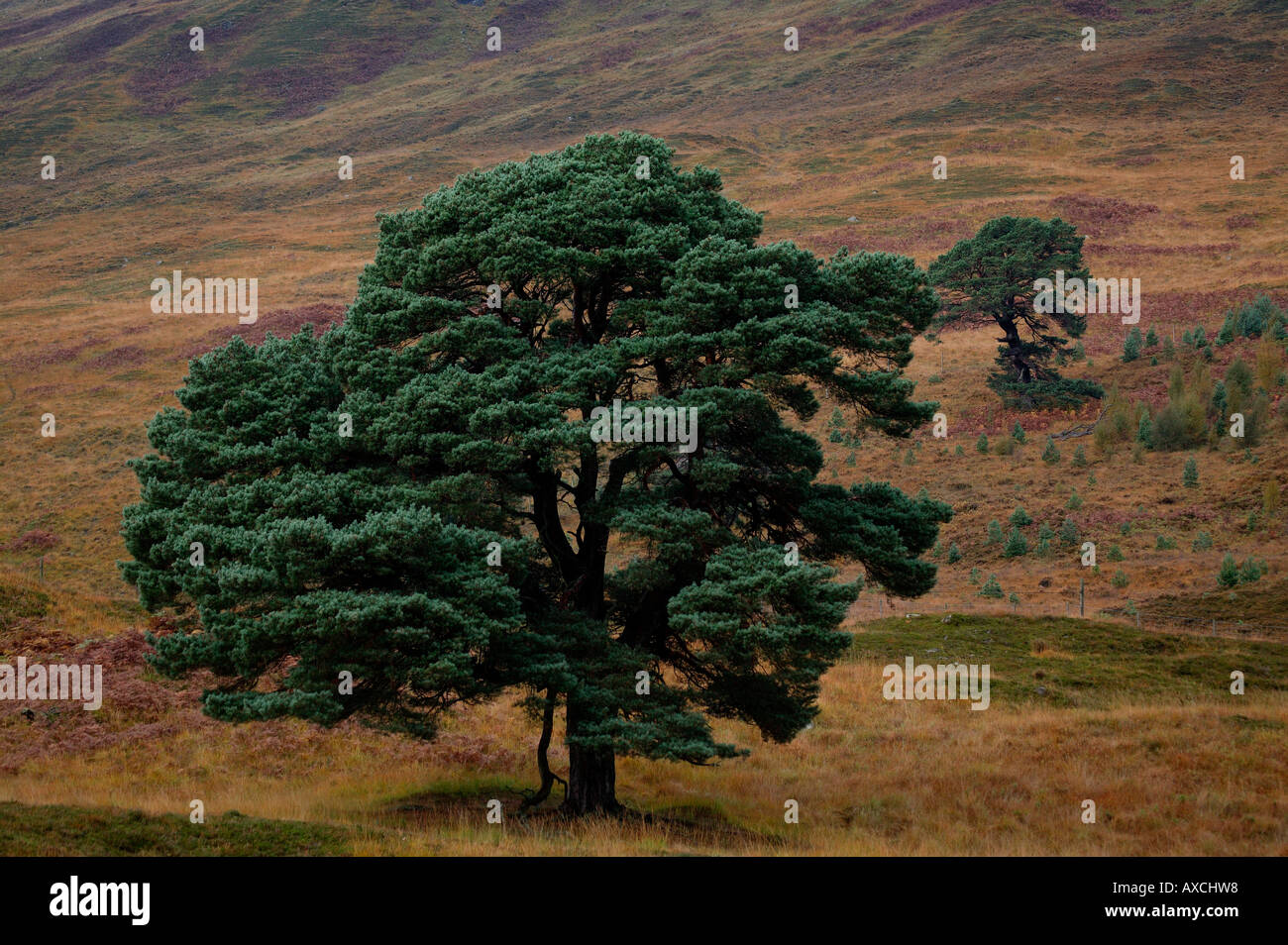 Glenlyon trees nature biodiversity trunk hi-res stock photography and ...