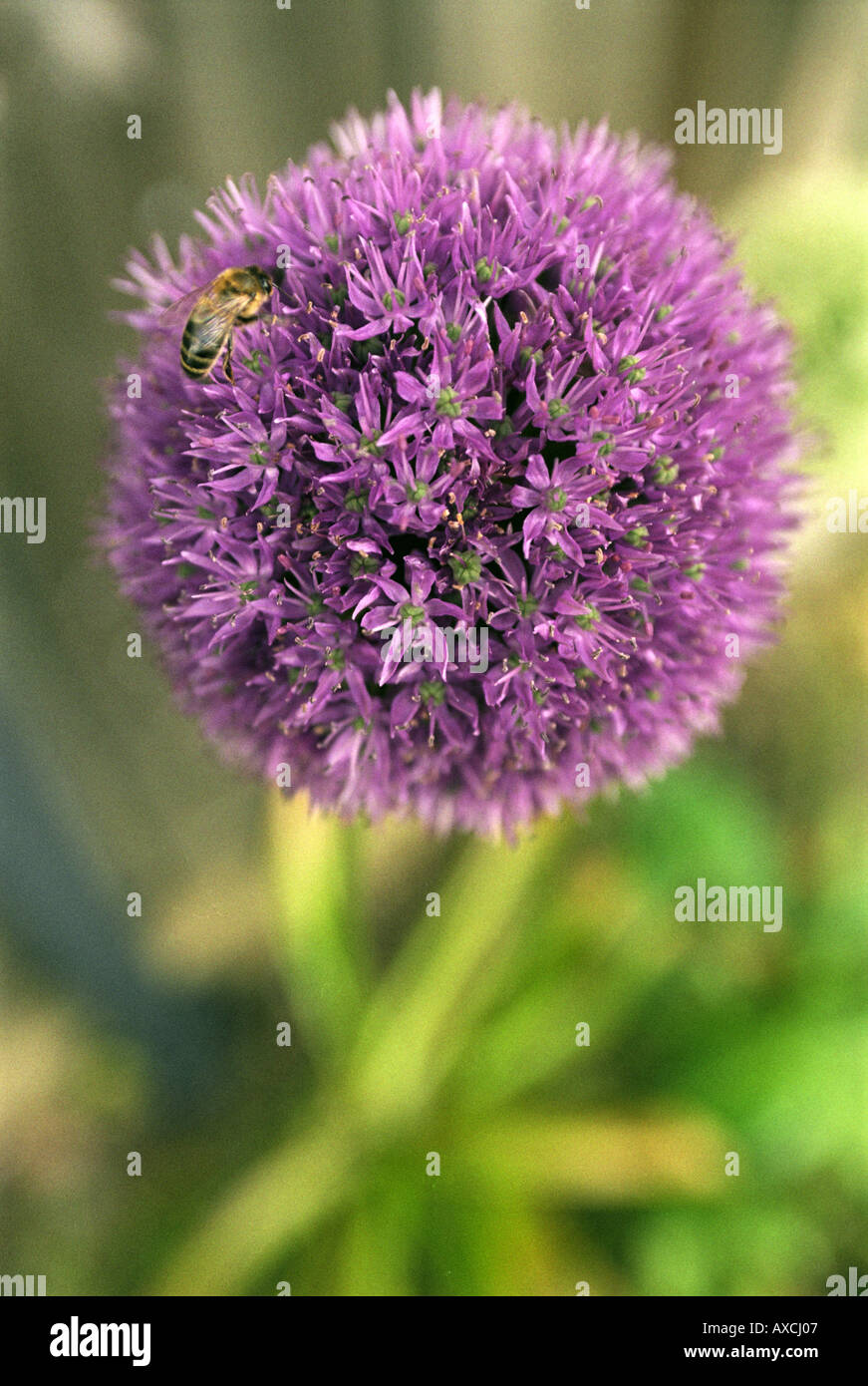 A HONEY BEE ON AN ALLIUM BLOOM IN A GARDEN IN DORSET UK Stock Photo - Alamy