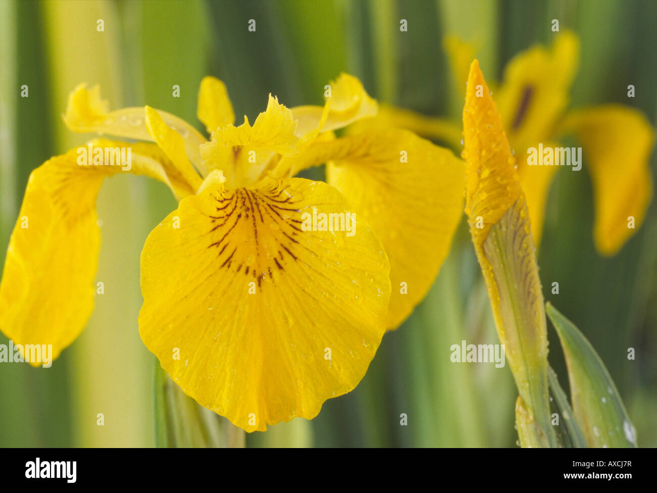 Iris pseudacorus 'Variegata' (Yellow flag) Close up of yellow flower ...