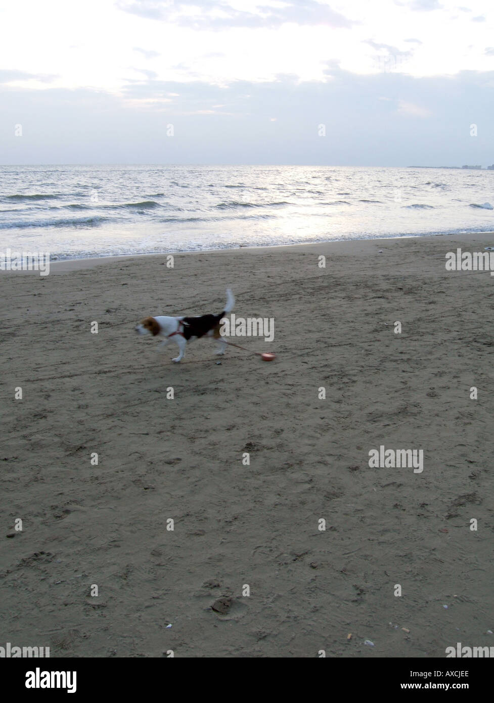 dog walking on beach Stock Photo - Alamy
