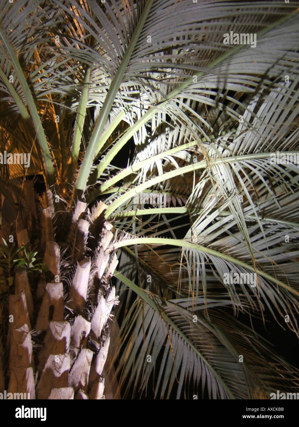 palm tree at night Stock Photo - Alamy