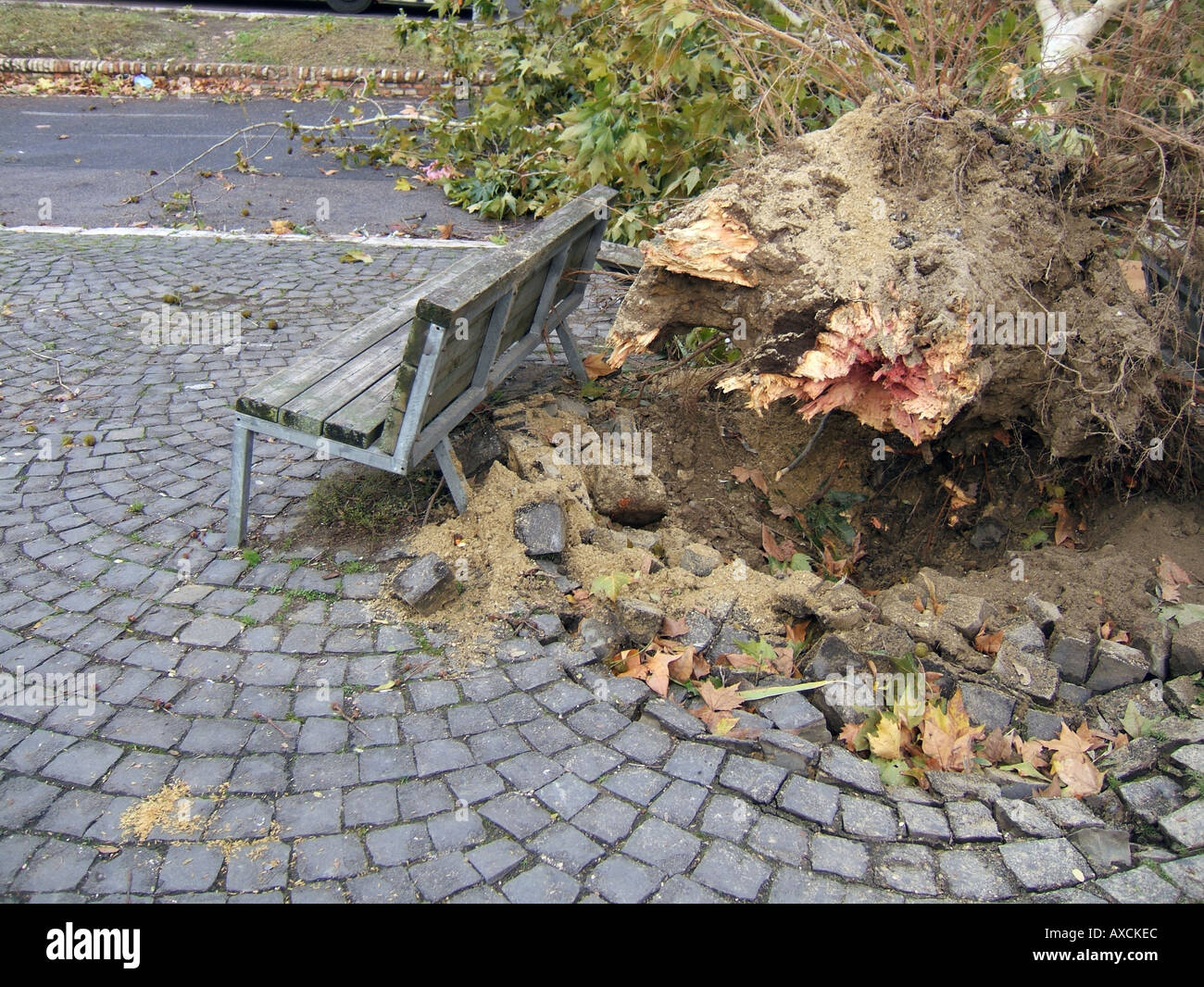 tree blown over in hurricane winds Stock Photo - Alamy
