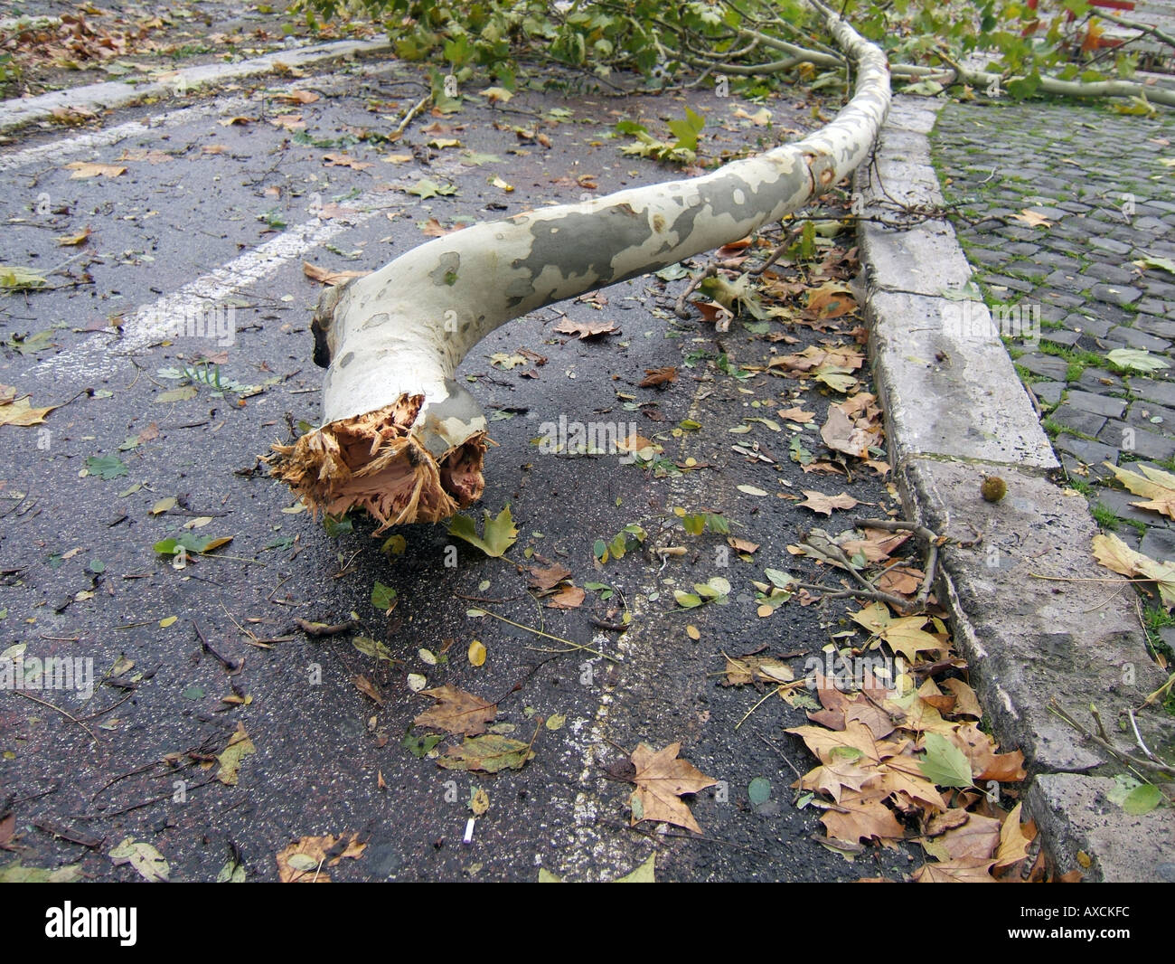 tree blown over in strong wind Stock Photo - Alamy