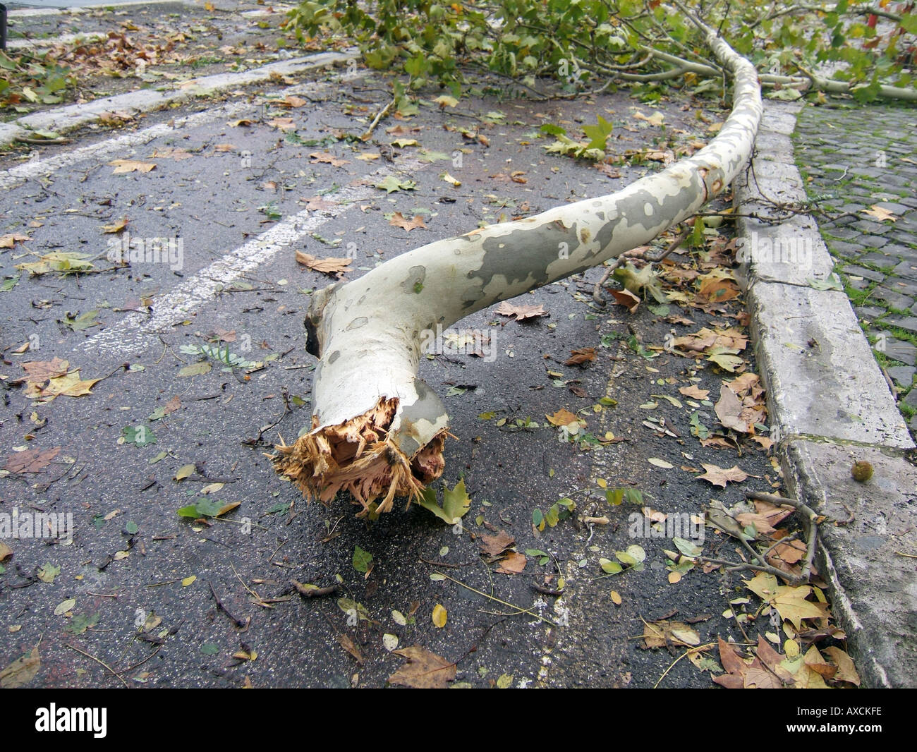 tree blown over in strong wind Stock Photo - Alamy