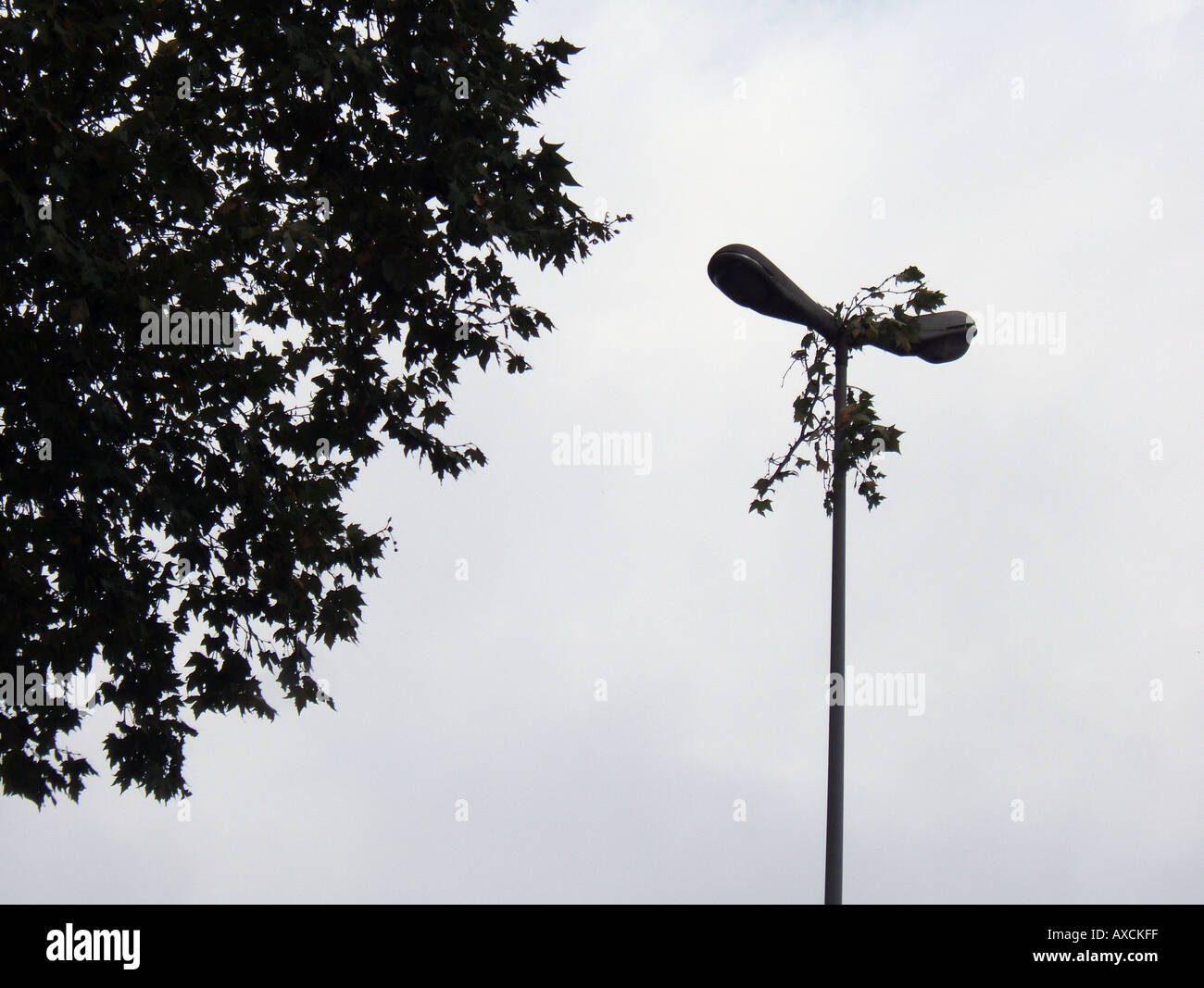 Branch blown off tree hi-res stock photography and images - Alamy