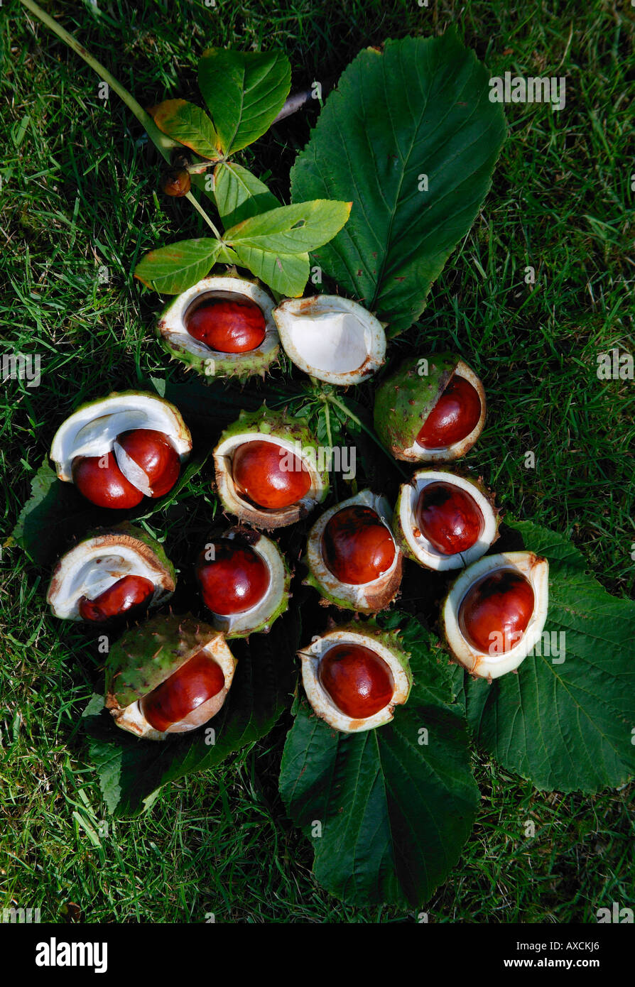 Conkers In Shells Stock Photos & Conkers In Shells Stock Images - Alamy