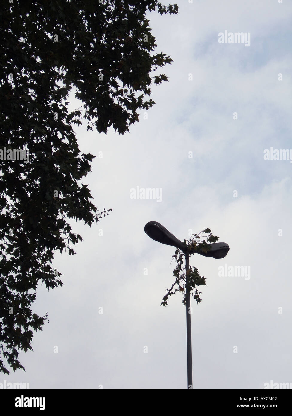 lamp post with fallen branch on top Stock Photo - Alamy