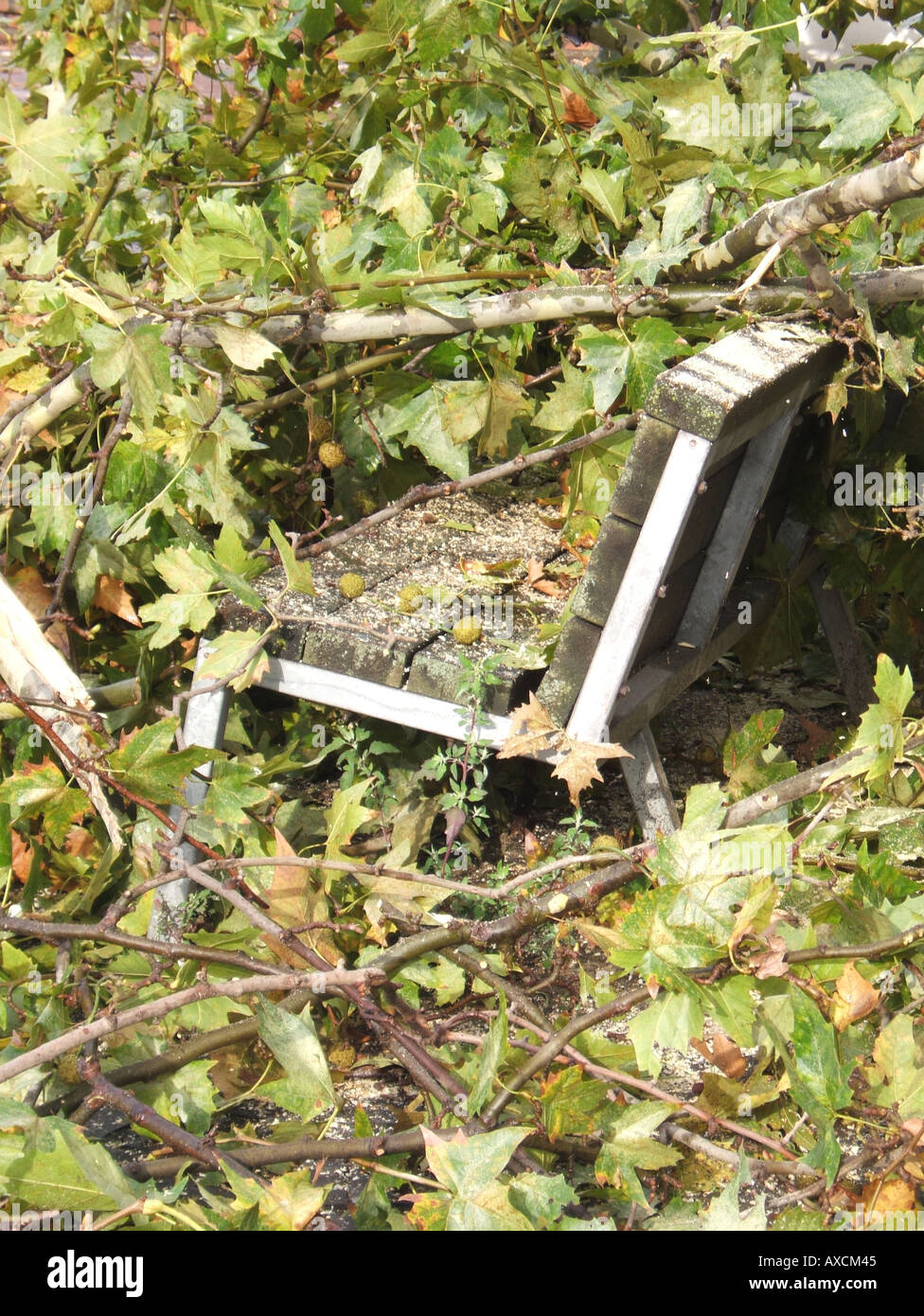 tree blown over in strong wind Stock Photo - Alamy