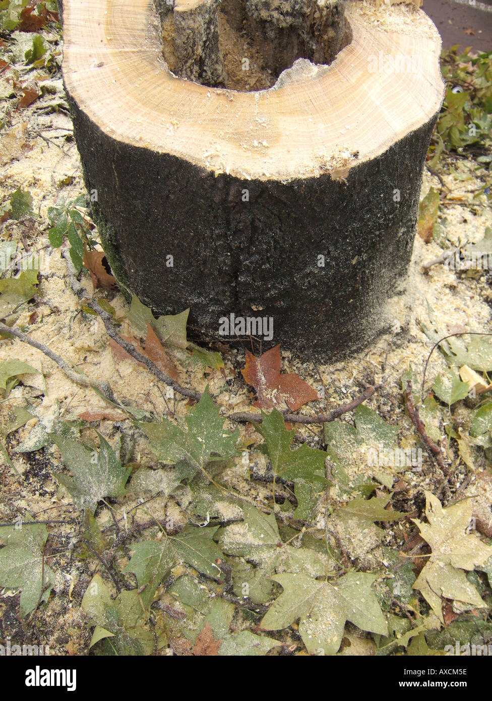 old tree cut down Stock Photo - Alamy
