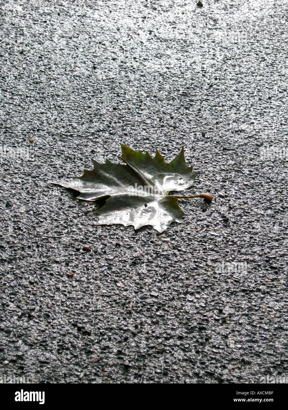 one dark fallen dead leaf on wet road surface Stock Photo - Alamy