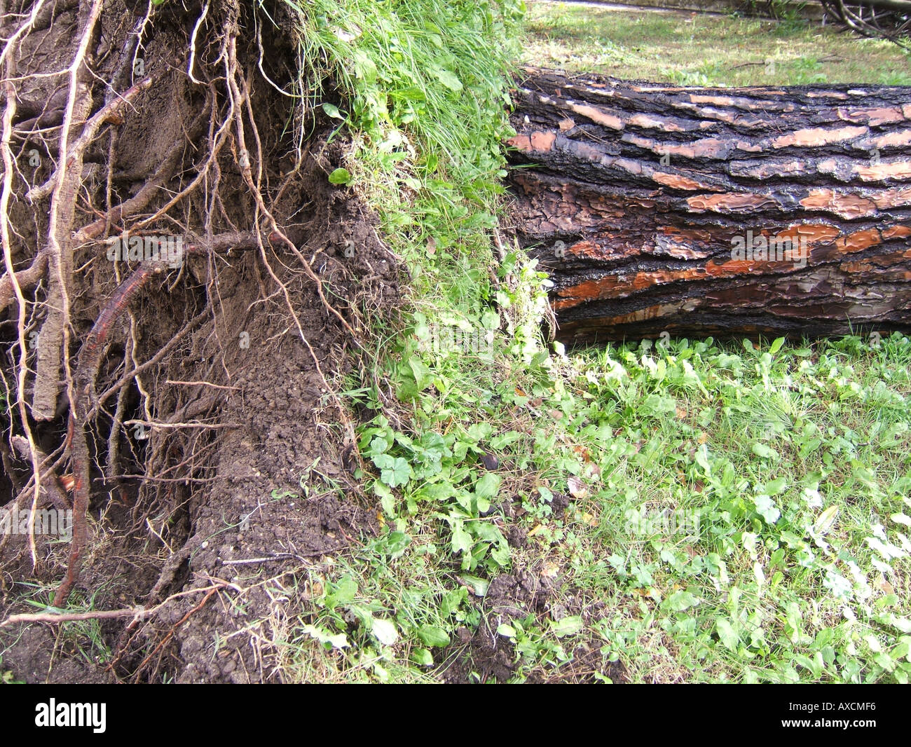 tree blown over in storm Stock Photo - Alamy