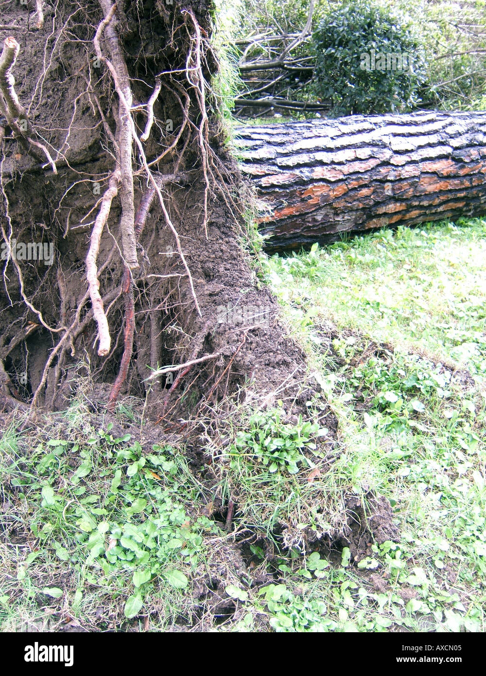 tree blown over in storm Stock Photo - Alamy