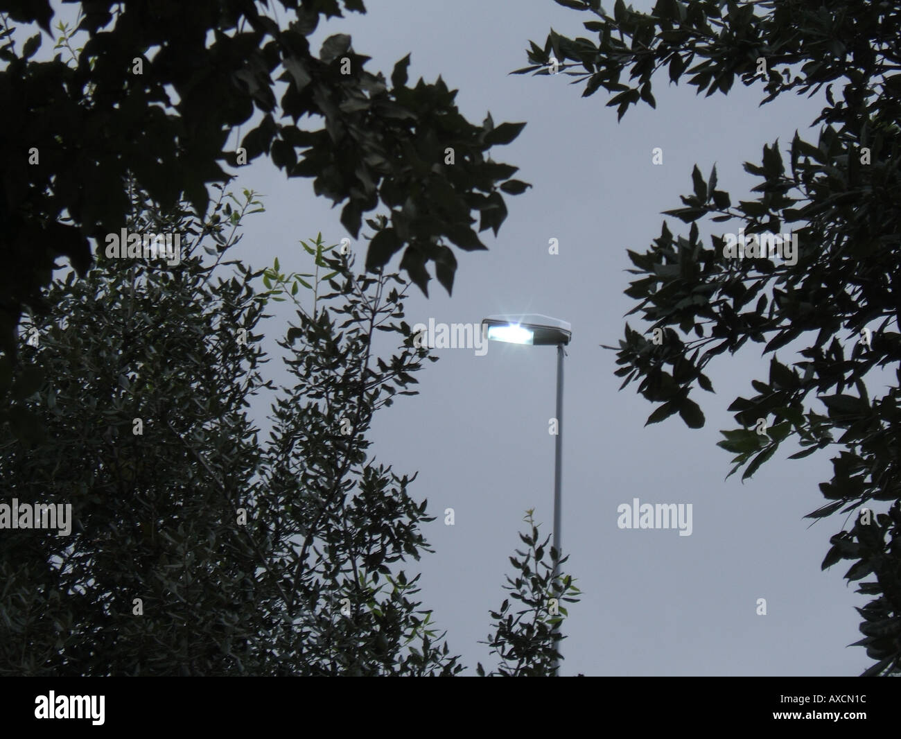 one lit lamp post in trees at night Stock Photo - Alamy