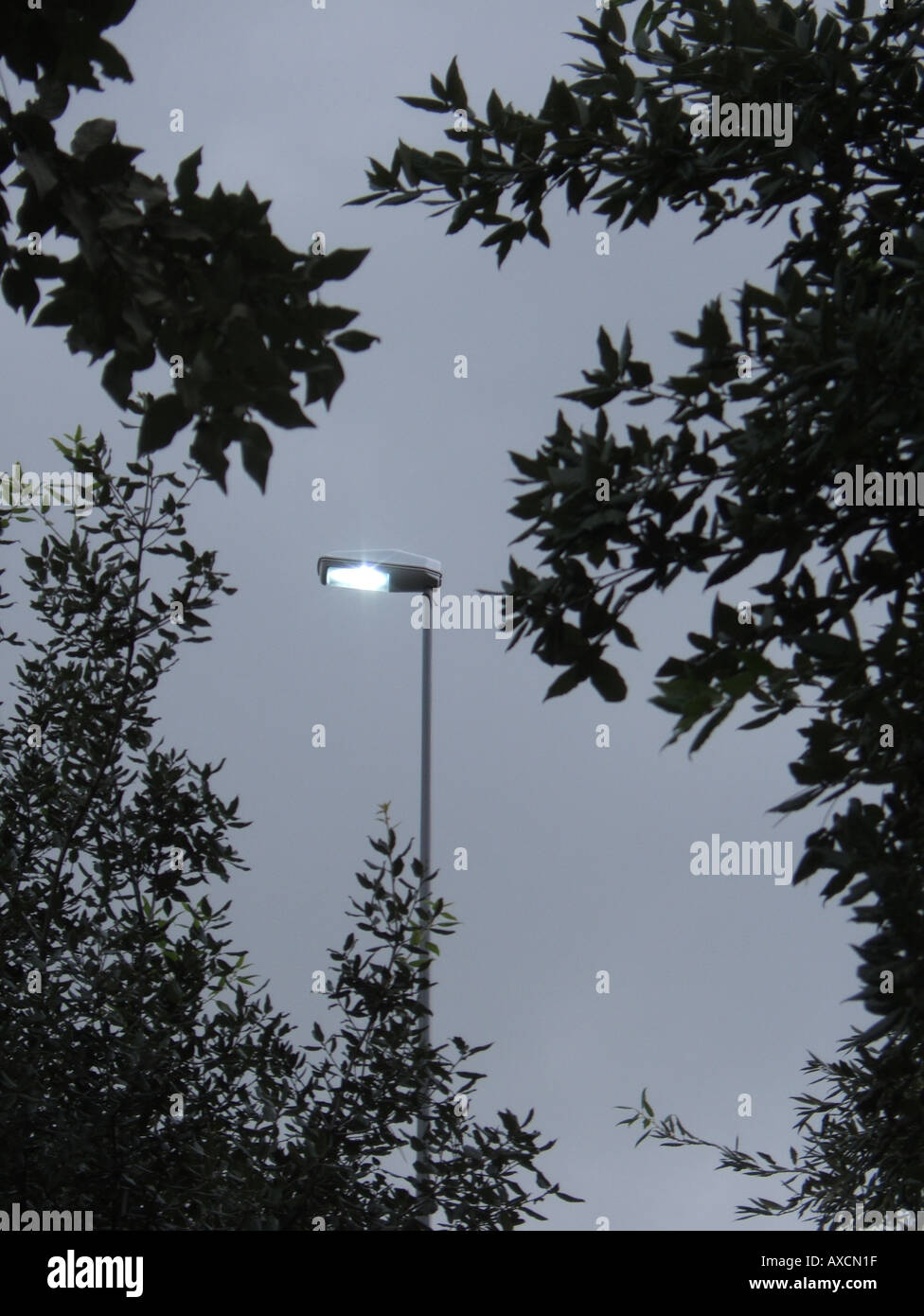 one lit lamp post in trees at night Stock Photo - Alamy