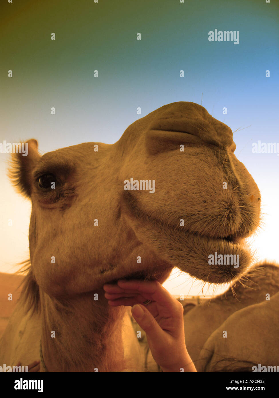 Camel head , Sahara Stock Photo - Alamy