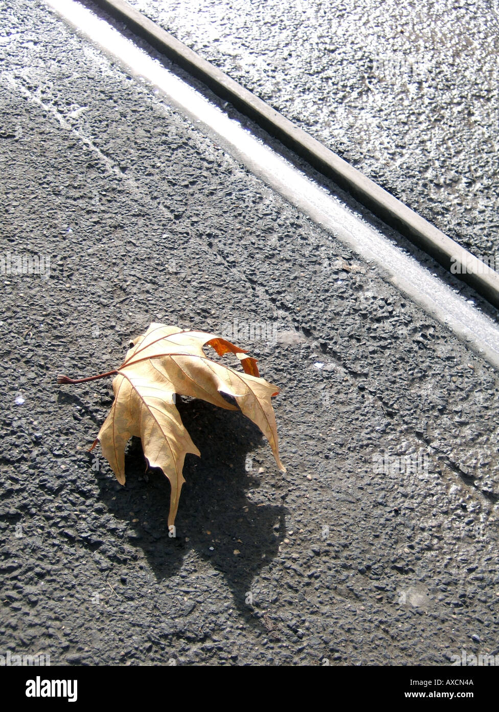 one brown leaf on tram line Stock Photo - Alamy