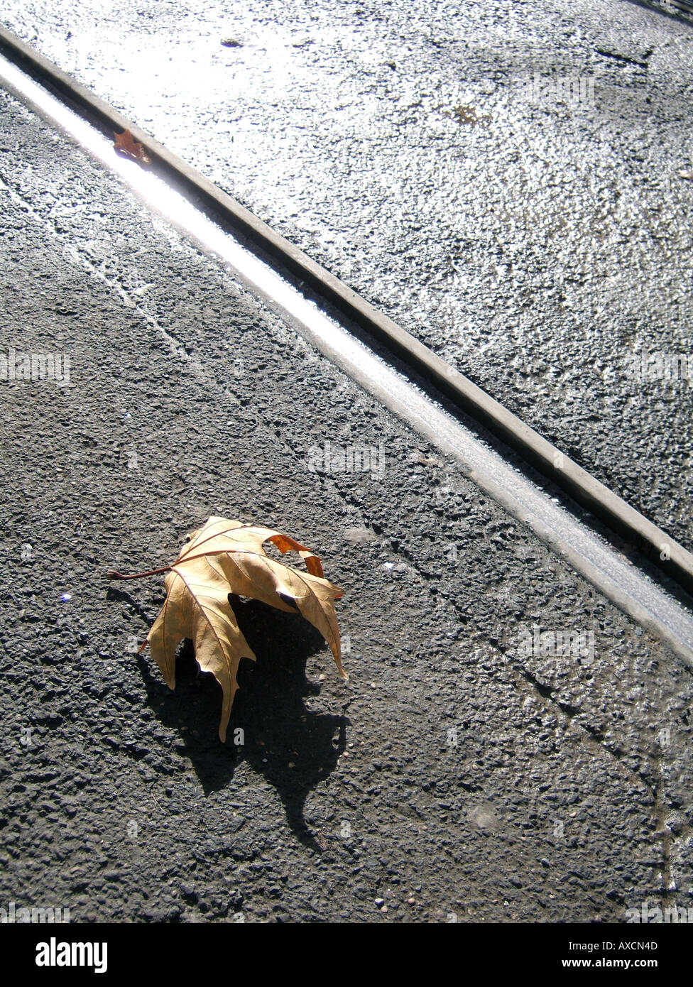 one brown leaf on tram line Stock Photo - Alamy