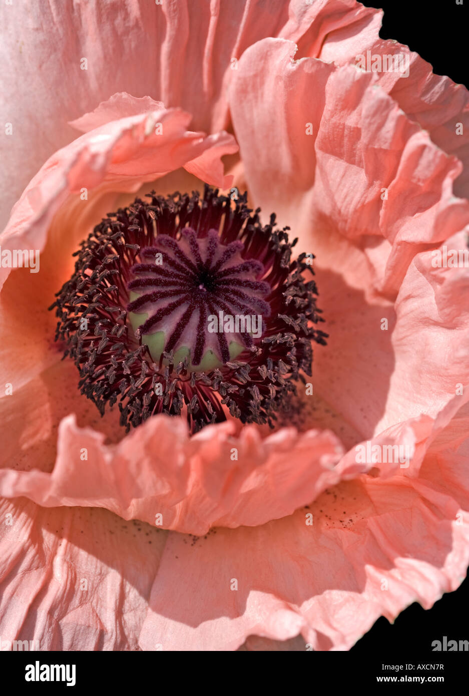 Pink Oriental Poppy Turkish Delight (papaver orientalis Stock Photo - Alamy