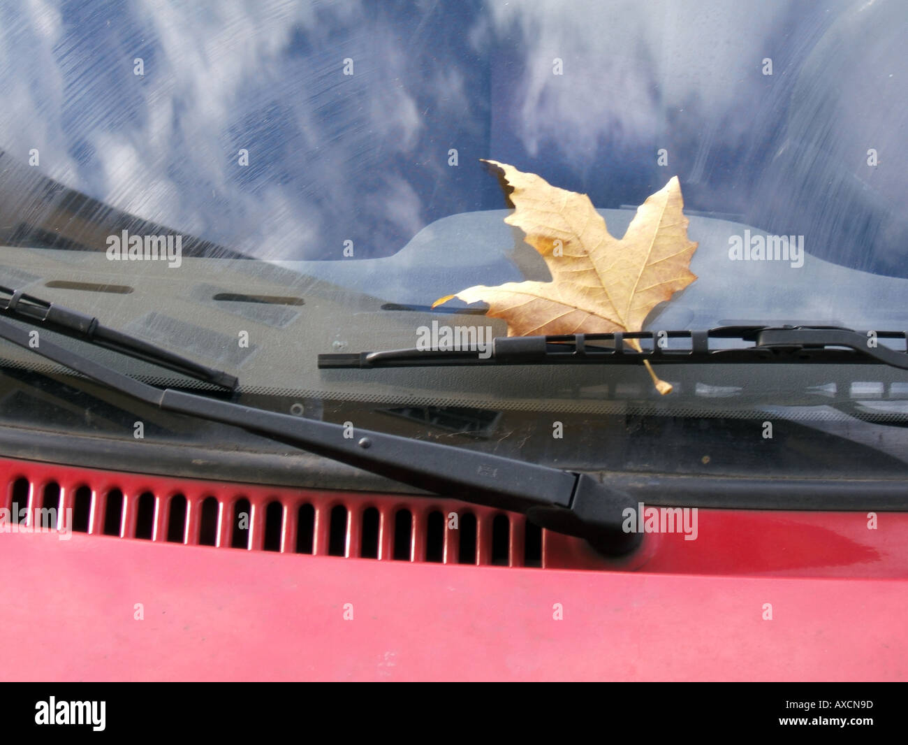one leaf on car windscreen Stock Photo - Alamy