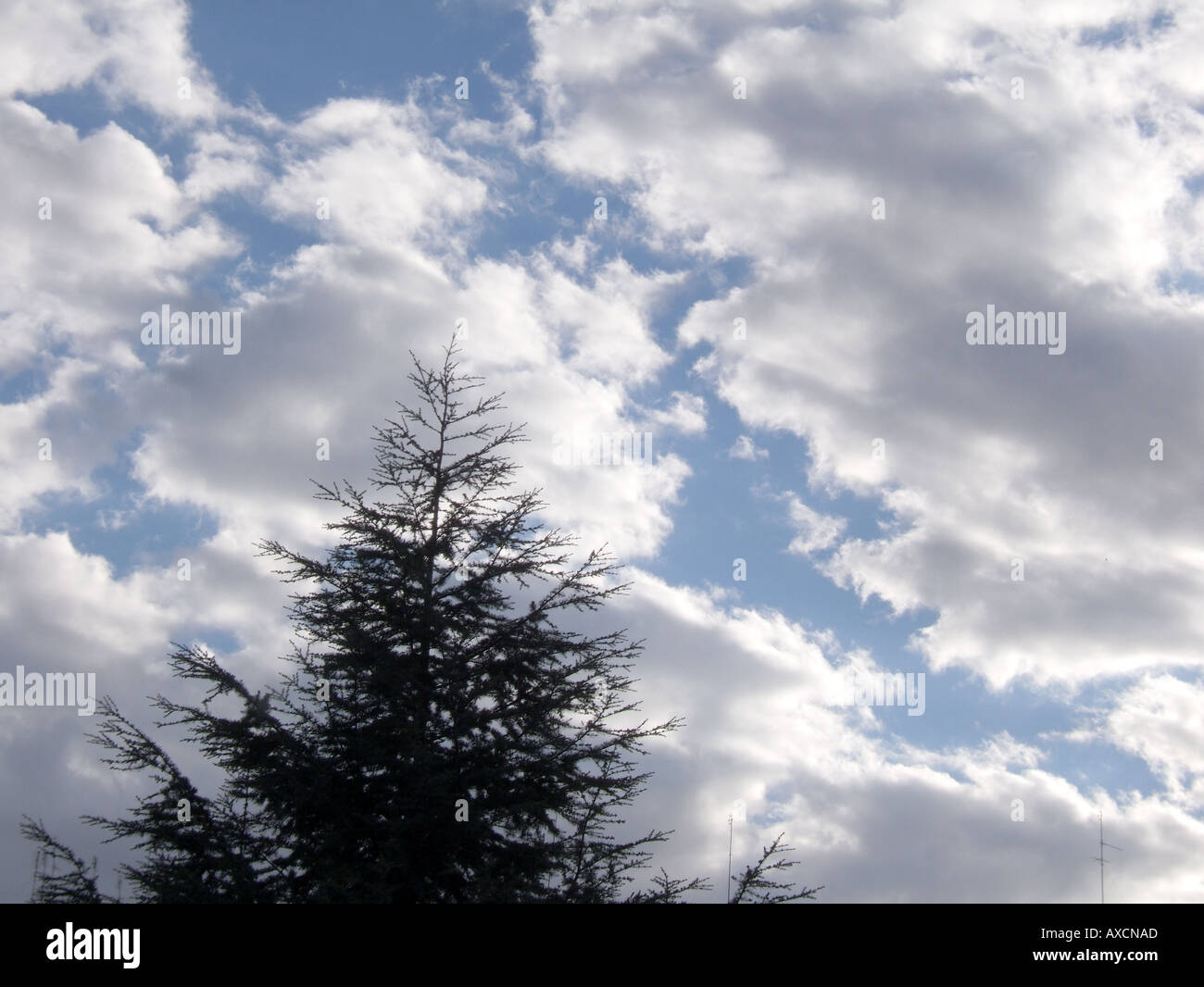 pine tree and dramatic sky Stock Photo - Alamy