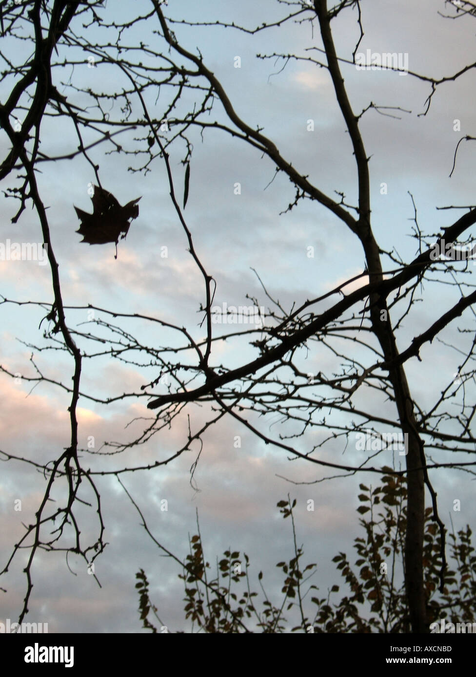 one last leaf on bare tree branches Stock Photo - Alamy