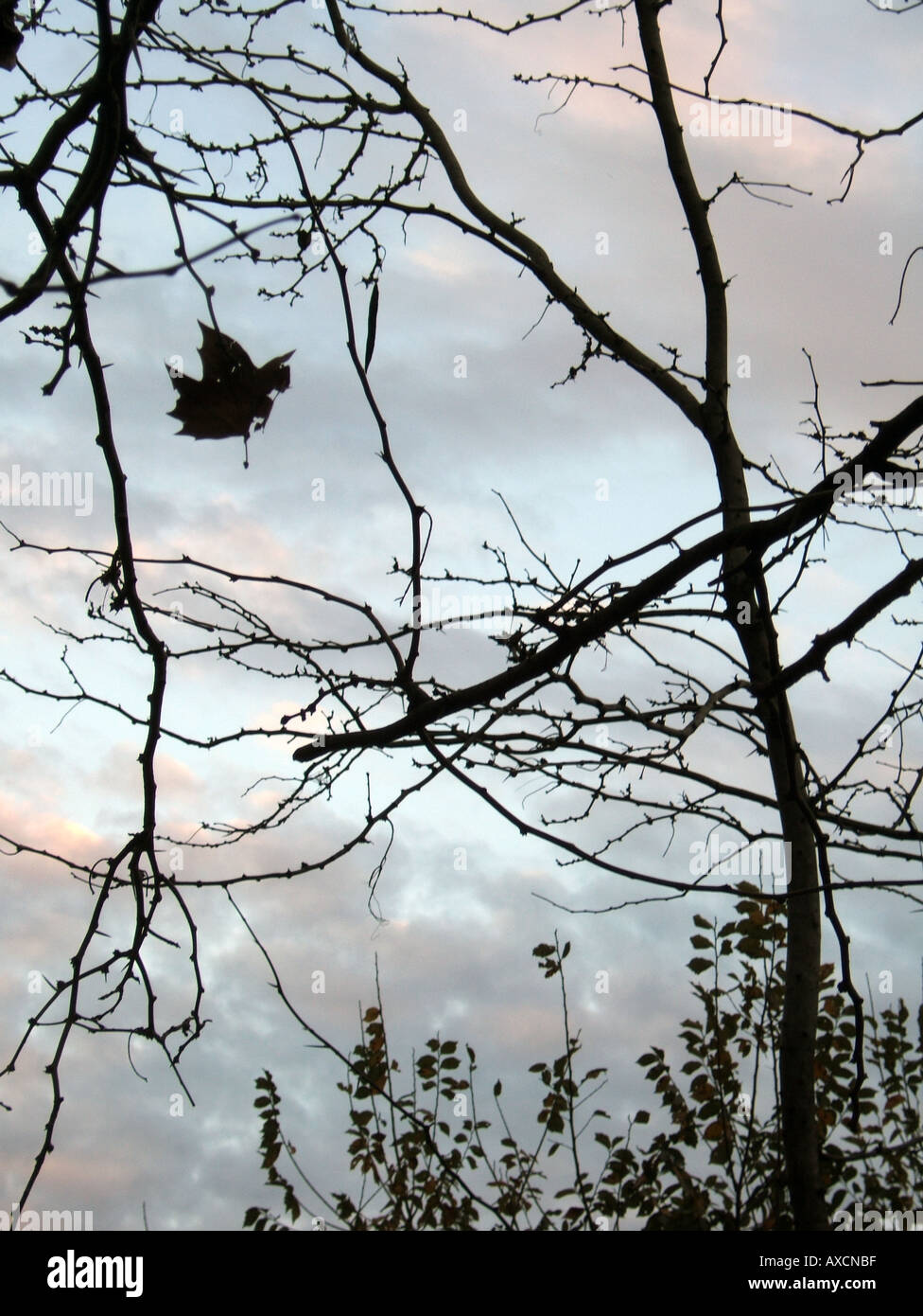 one last leaf on bare tree branches Stock Photo - Alamy