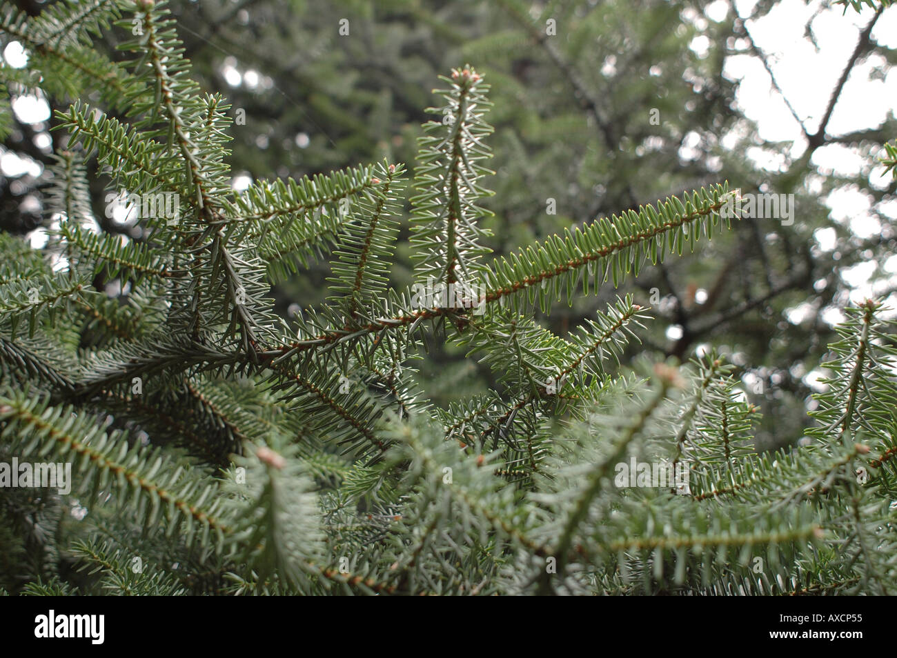 Fir tree detail Stock Photo - Alamy