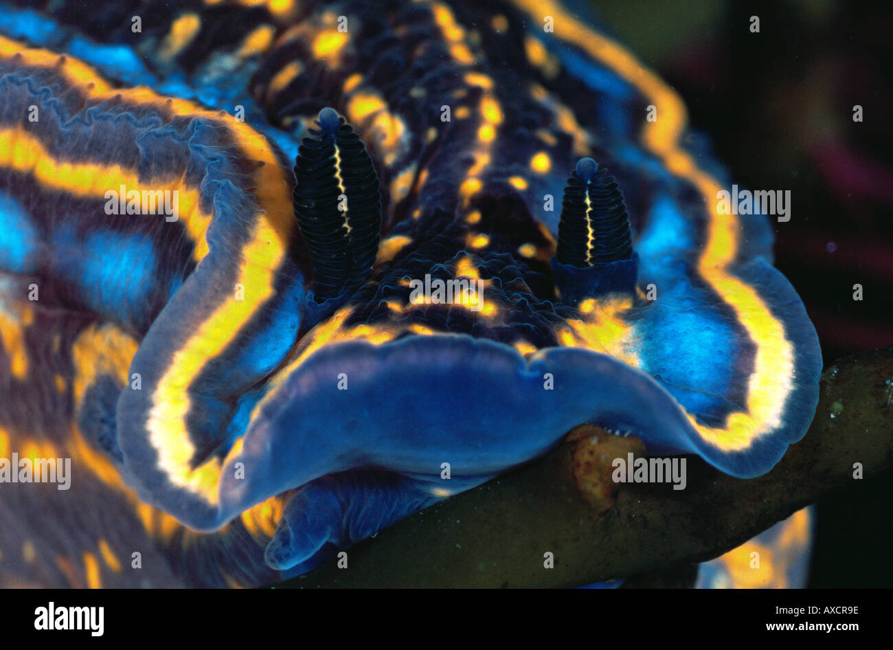 Nudibranch face hi-res stock photography and images - Alamy