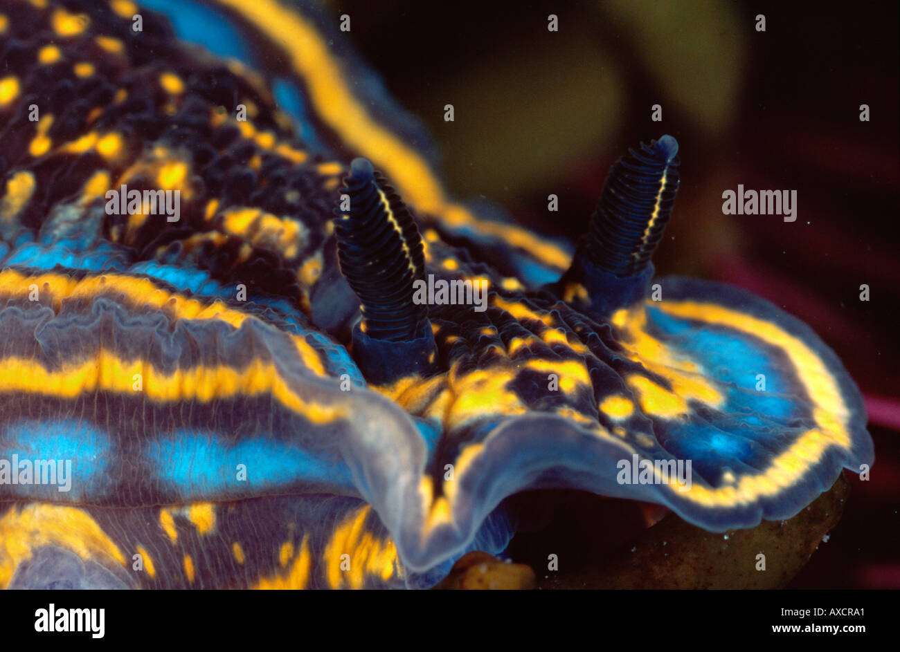 Nudibranch face hi-res stock photography and images - Alamy