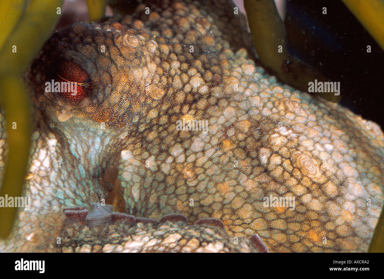Common octopus Octopus vulgaris Stock Photo - Alamy