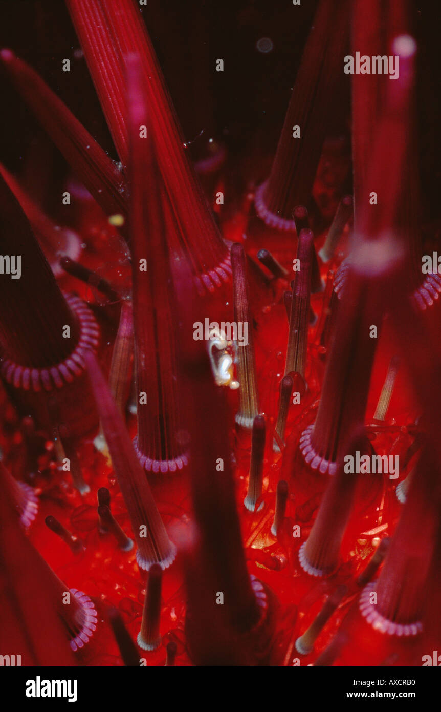 Lividus hi-res stock photography and images - Alamy