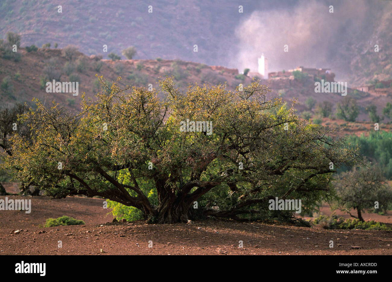 Argan tree in the high Atlas with waterfall in the background caused by ...