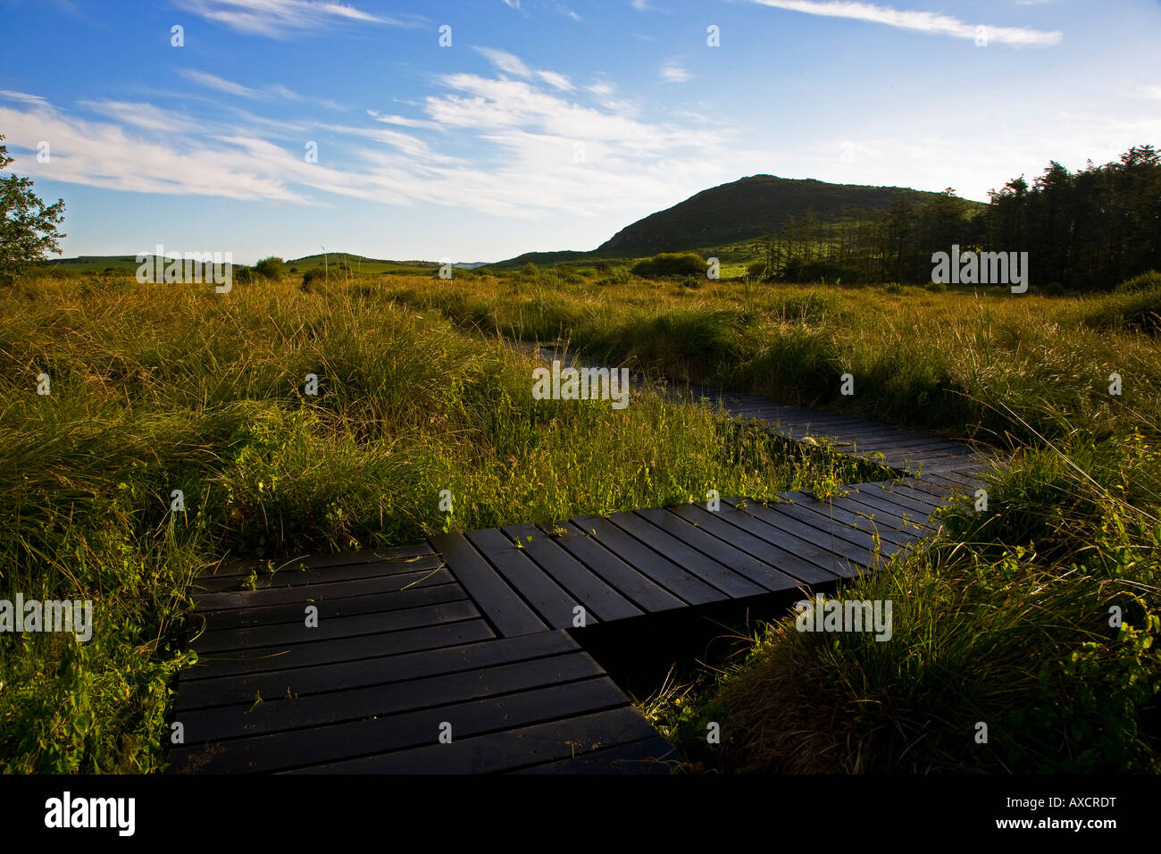 Walkways over the preserved Fenor Bog on the Copper Coast, Near Tramore ...