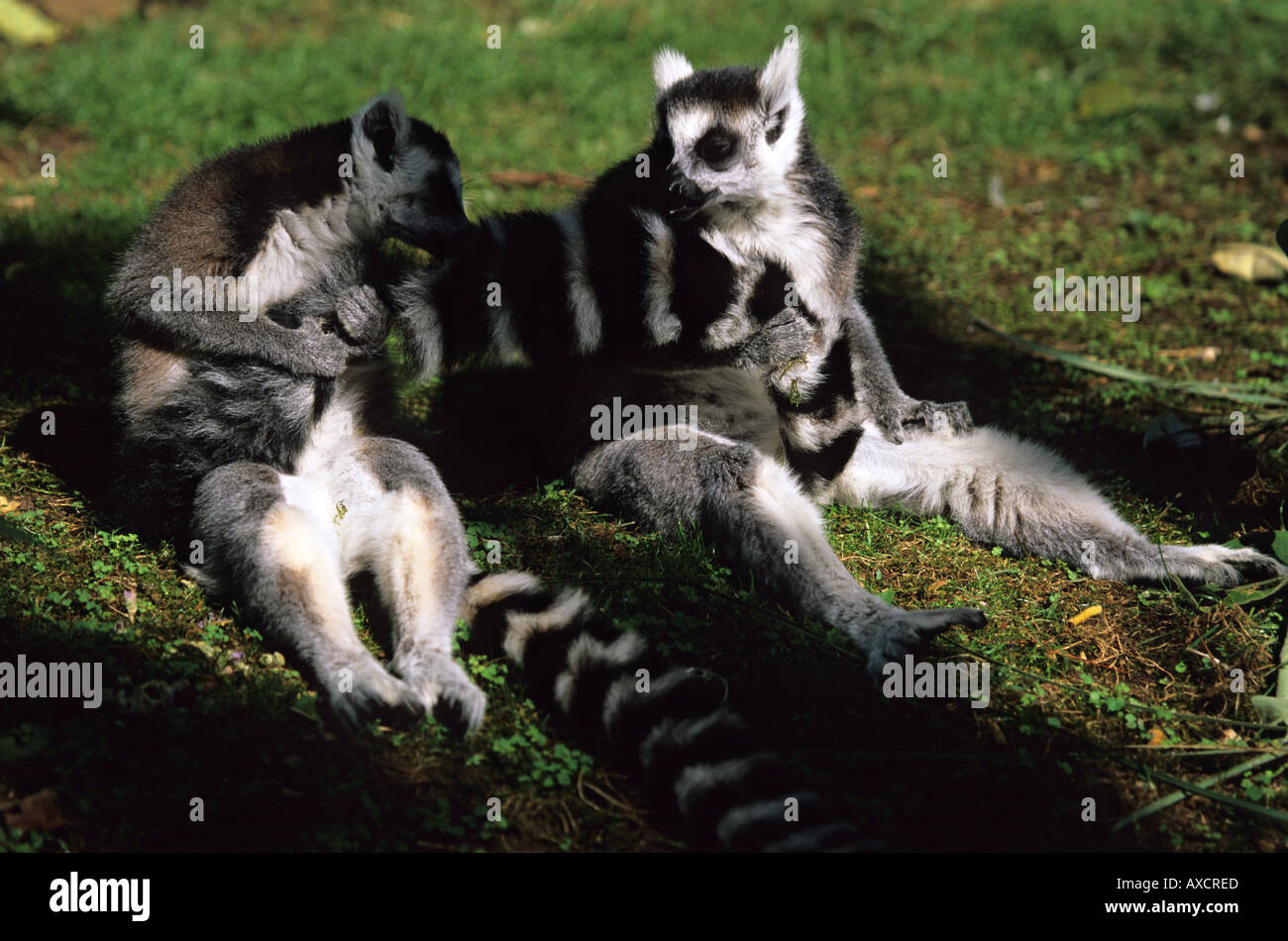 Ring tailed lemur couple hi-res stock photography and images - Alamy
