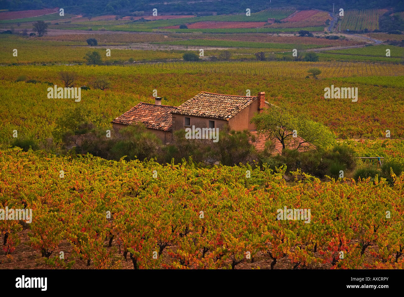 St chinian vines hi-res stock photography and images - Alamy