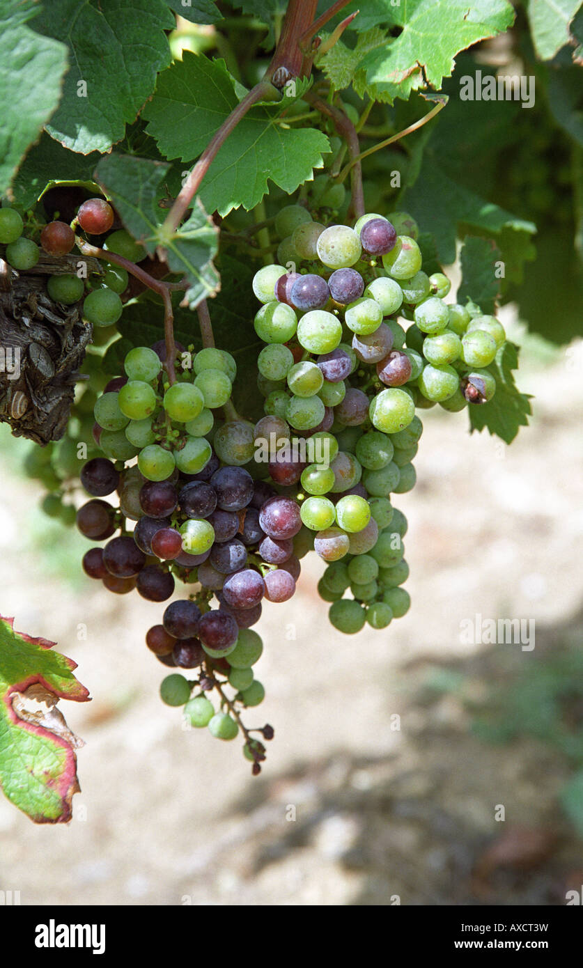 Unripe grapes. Veraison, grape colouring. Merlot vines. Chateau ...