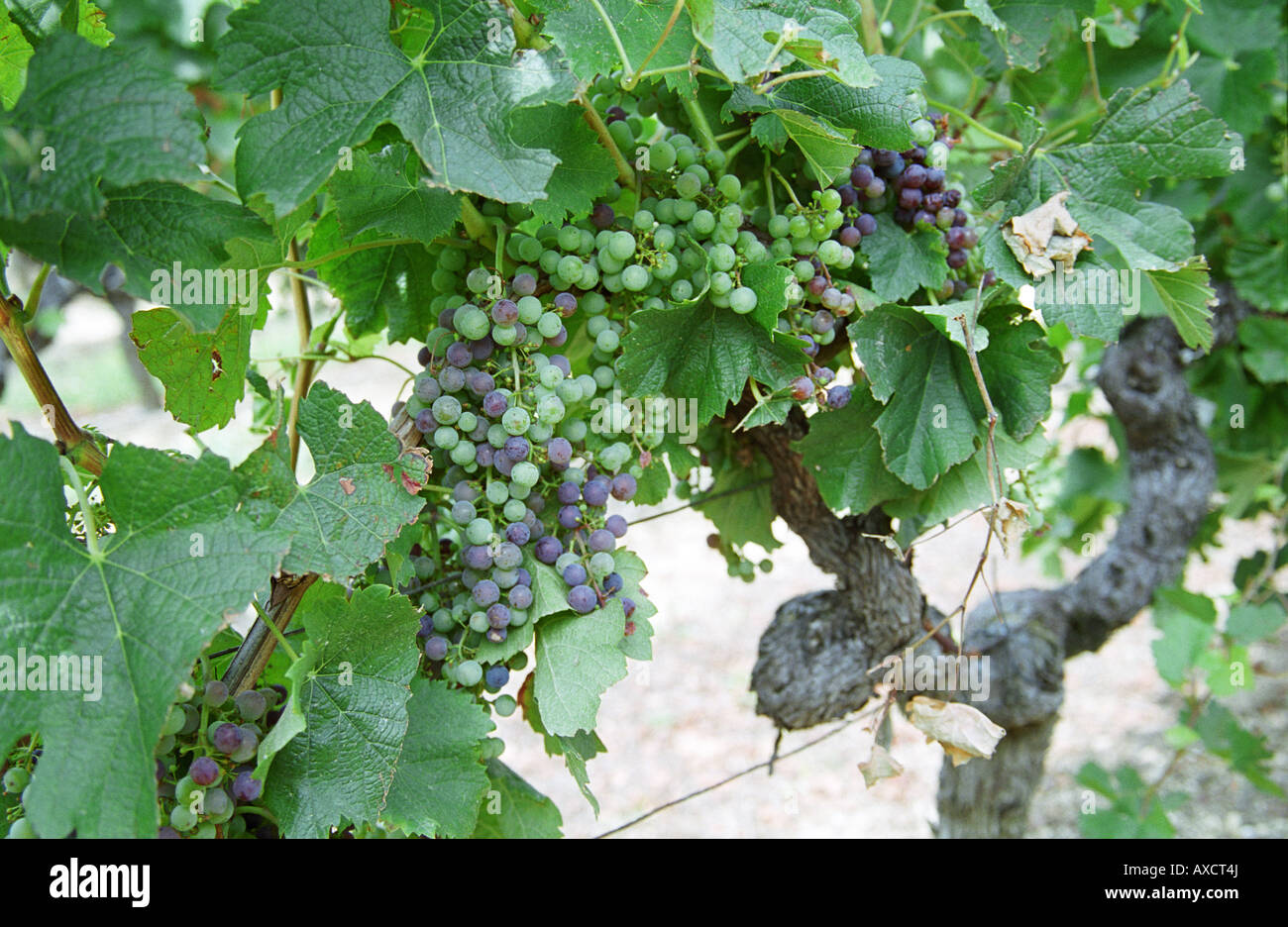 Merlot vines. Veraison, grape colouring. Chateau Jonqueyres, Bordeaux ...