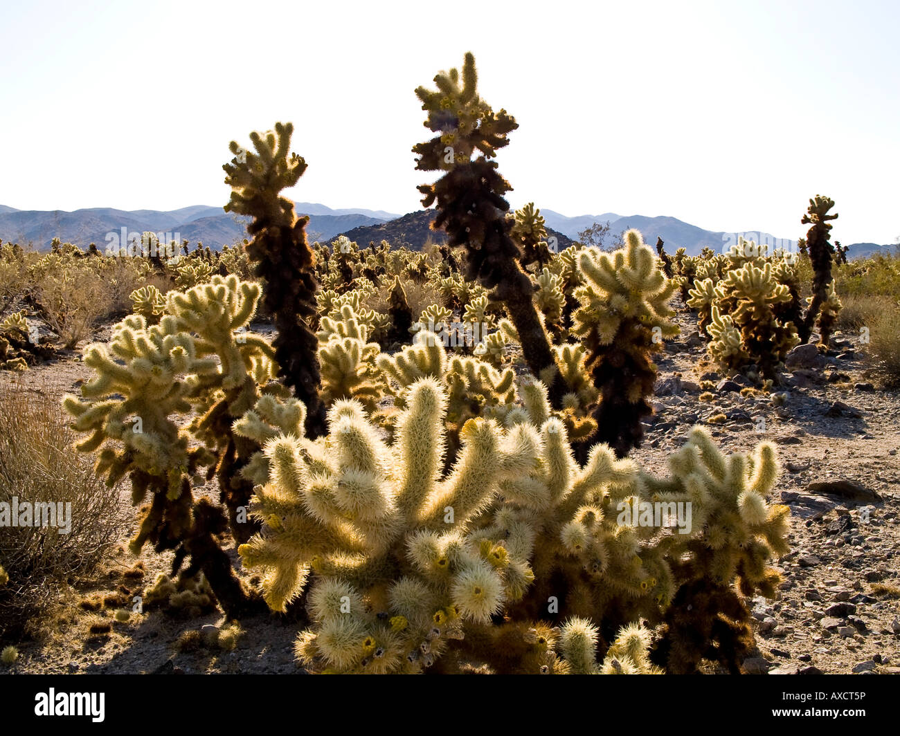 Cholla Cactus Joshua Tree National Park California USA Stock Photo - Alamy