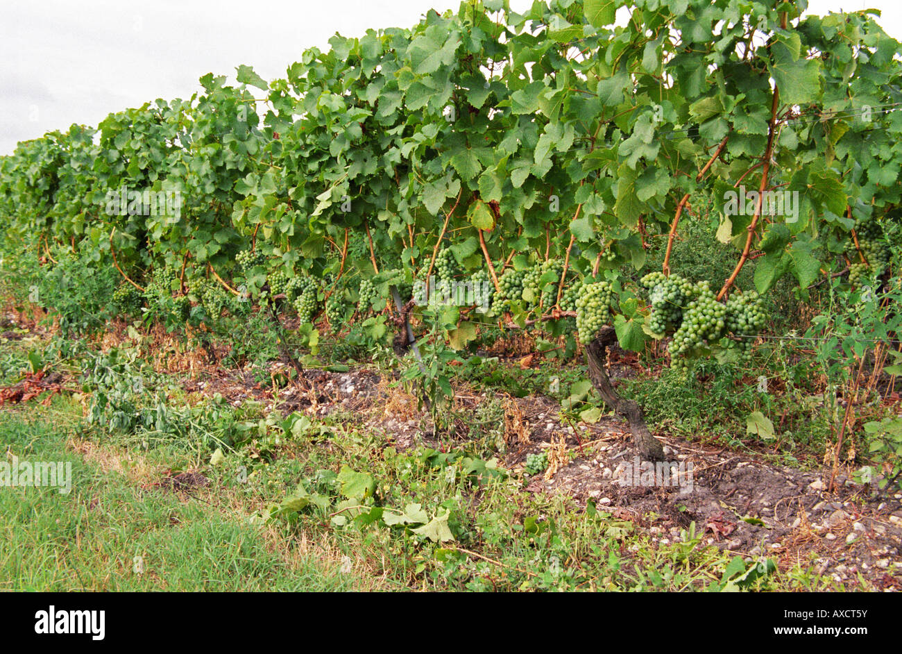 Vineyard. Leaf thinning, efeuillage, and crop thinning, green harvest ...
